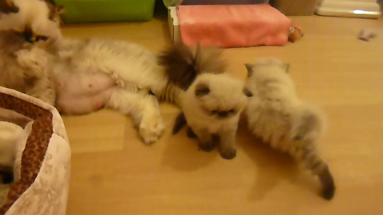 Absolutely Precious Himalayan Seal Point Kittens - YouTube