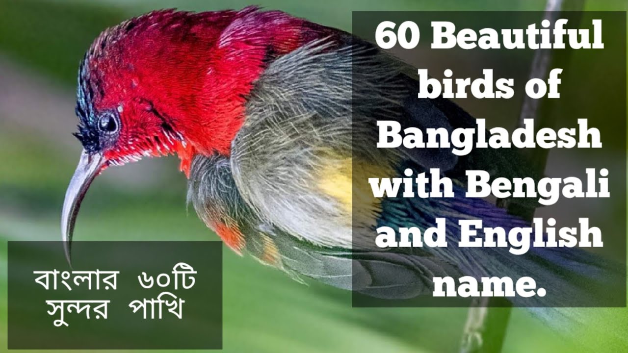 Bangladeshi Beautiful birds' Bengali and English name with picture ...