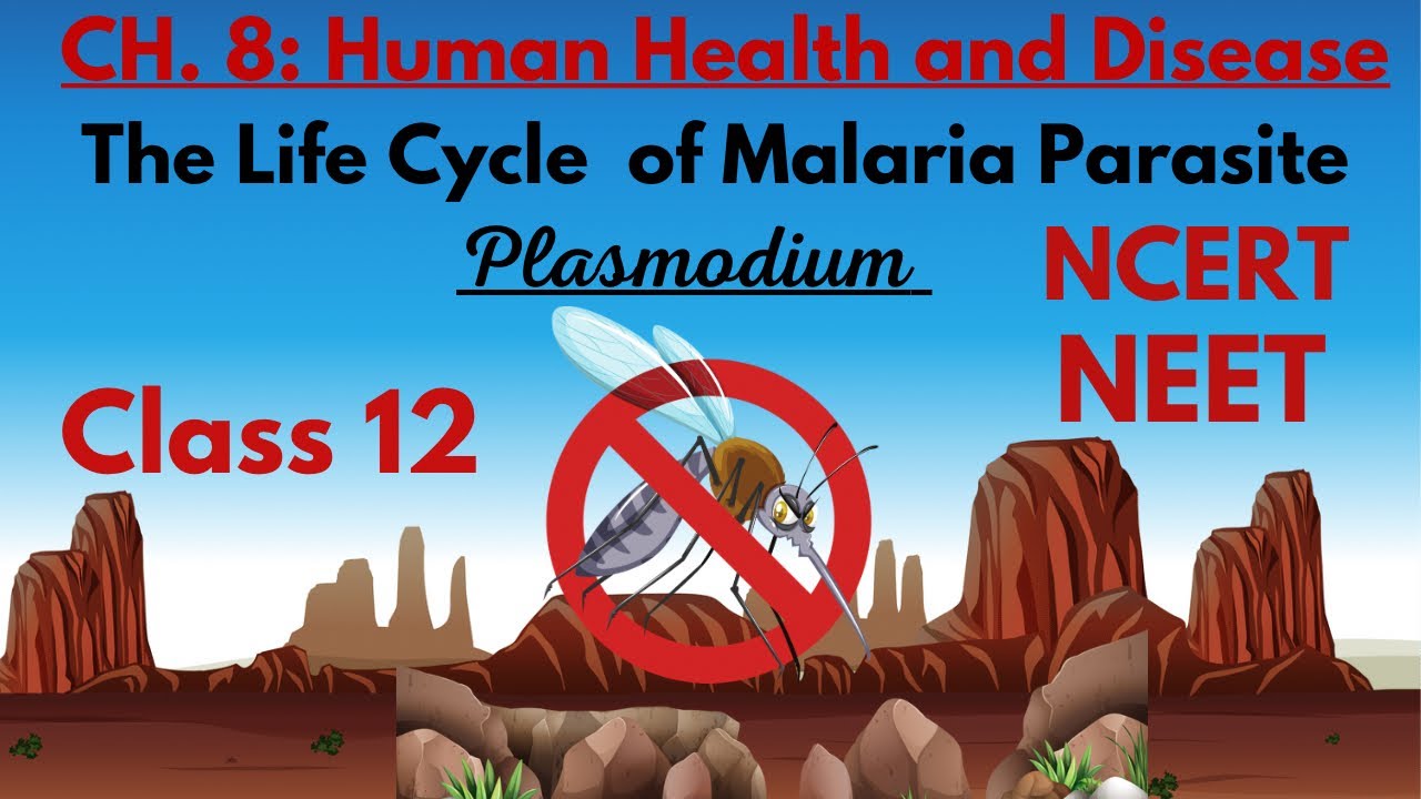 Life Cycle of Malarial Parasite | Plasmodium vivax | Human Health ...