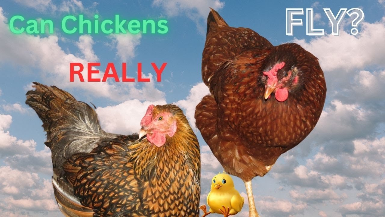 Do Chickens Really Fly? - YouTube
