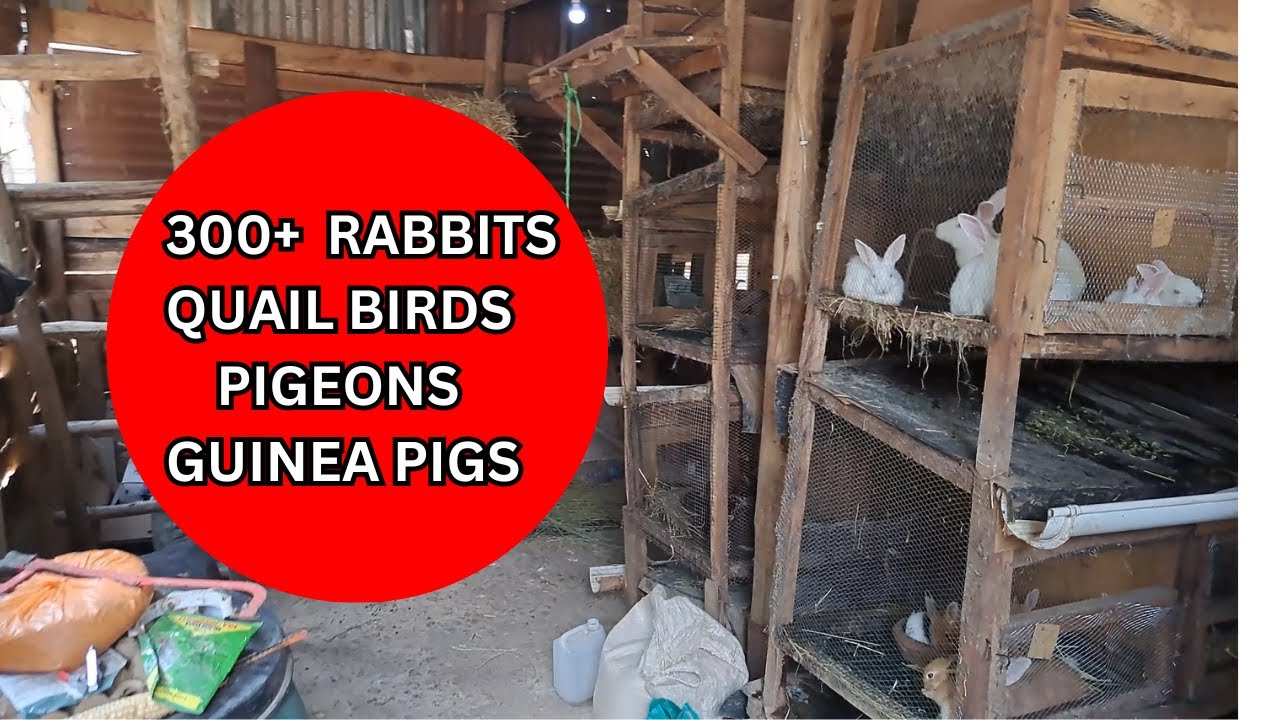 Full Video: HOME Farming 600+ Animals on 43 X 17 FT Land Urban Farming ...