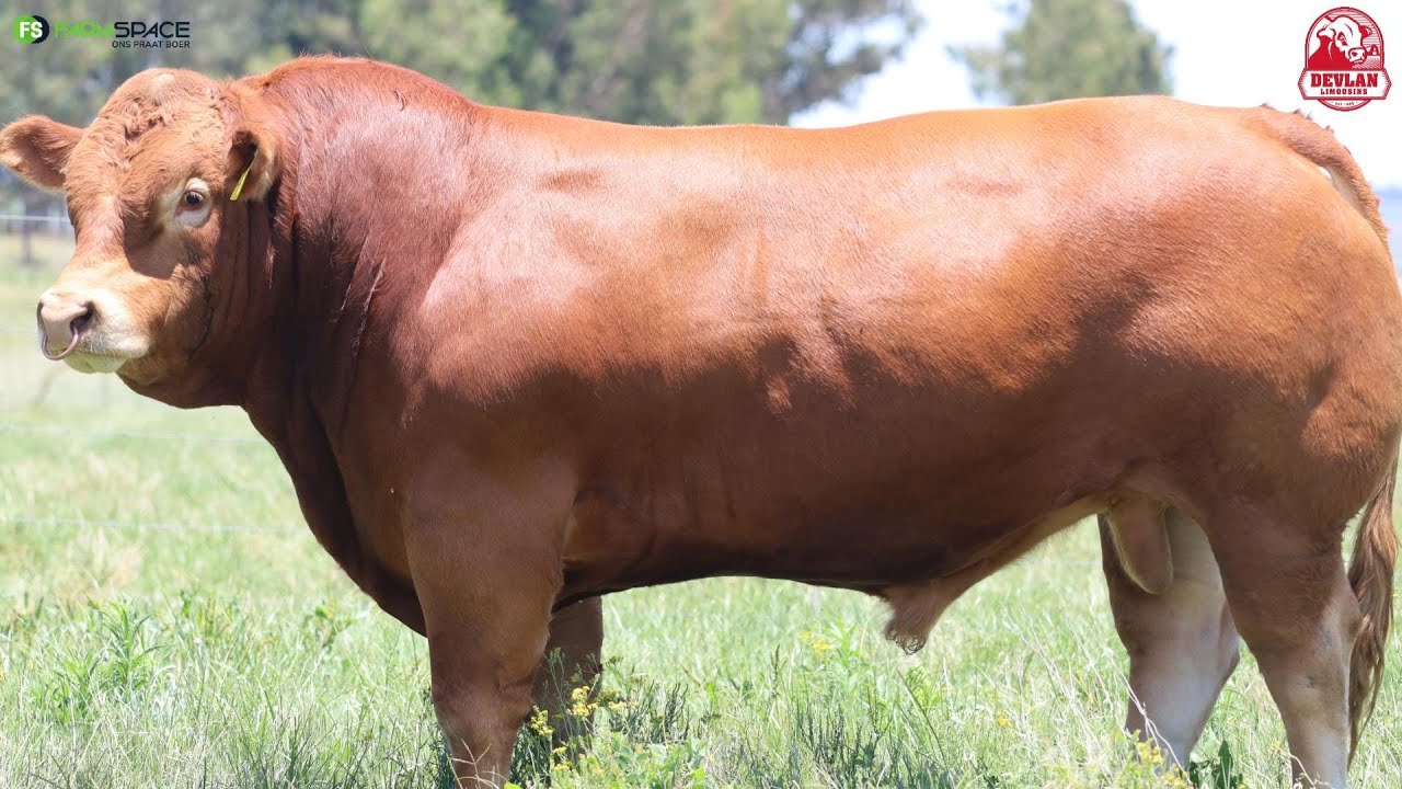 Devlan Limousins proudly presents Lot 4 DL 21 112 Remix - YouTube