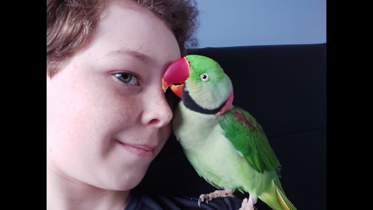 *MASSIVE UPDATE!* On Alex the Alexandrine parrot! - YouTube