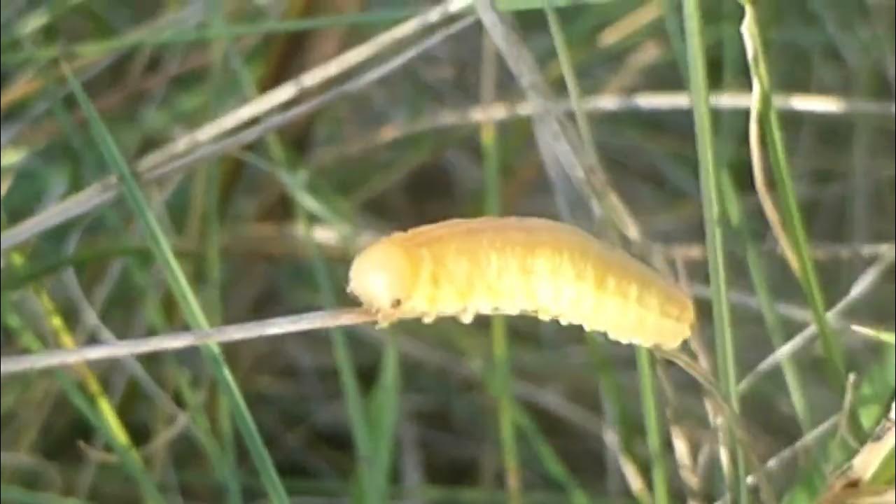 Yellow Caterpillar On the MOVE, in the SUN - YouTube