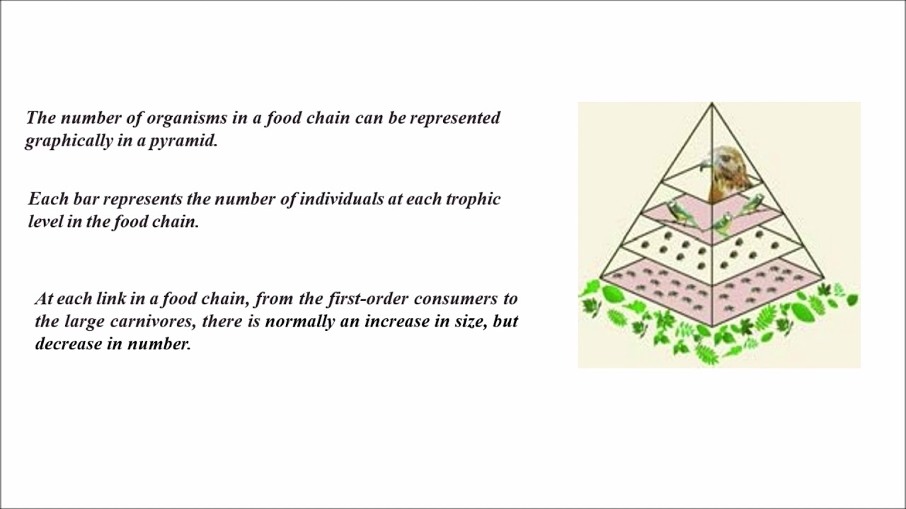 PYRAMID OF NUMBERS I ECOLOGY I ECOLOGICAL PYRAMIDS I VCACADEMY I VCSIR ...