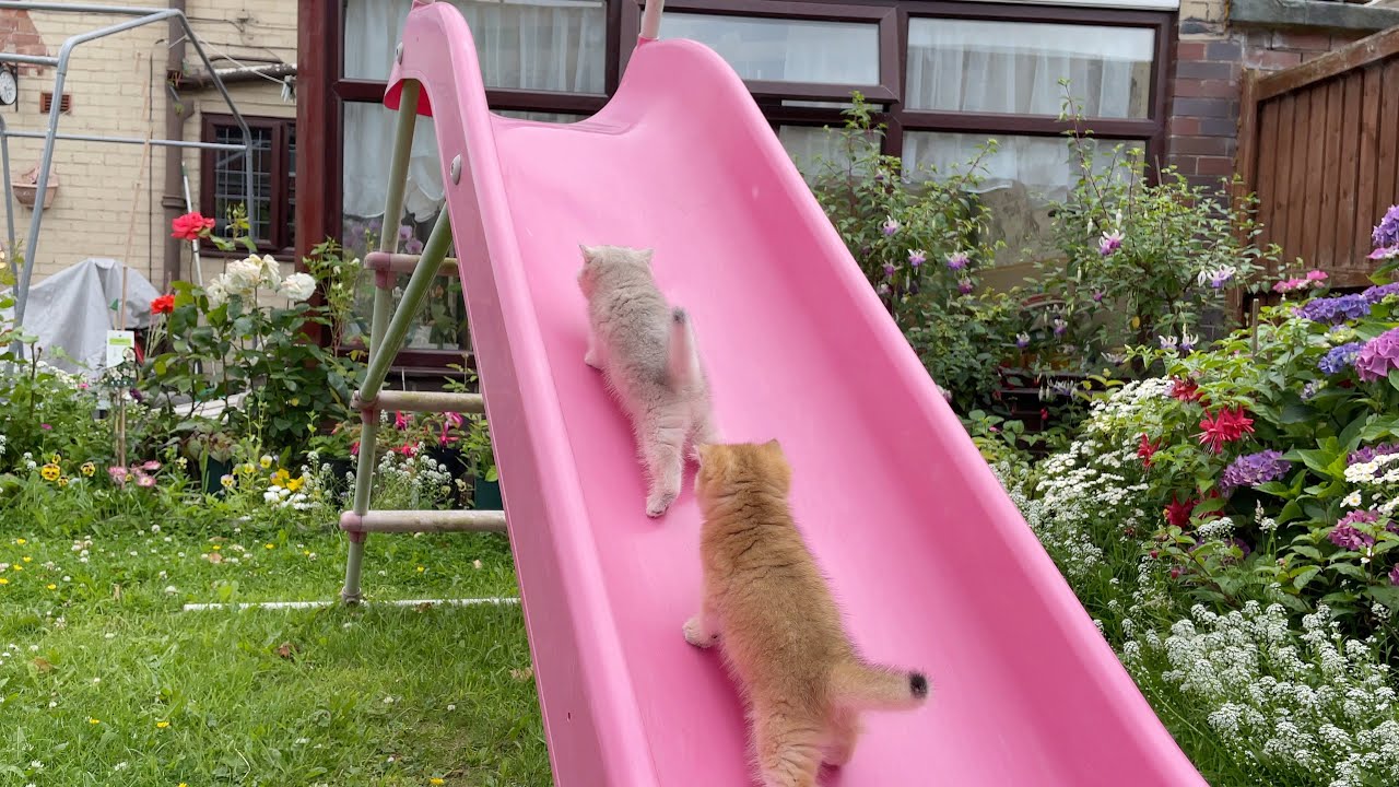 Golden Shaded Kittens Playing On A Slide 😺 - YouTube