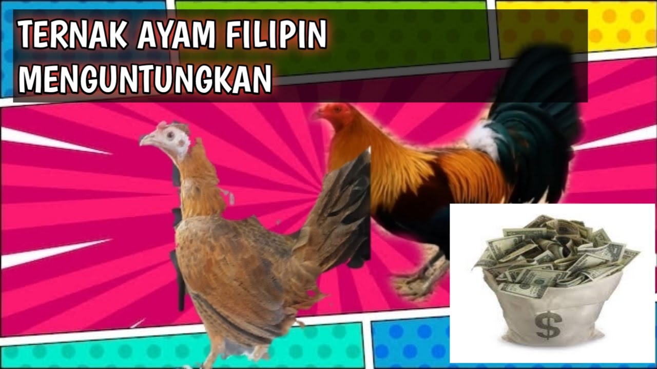 Ternak ayam filipin menguntungkan - YouTube