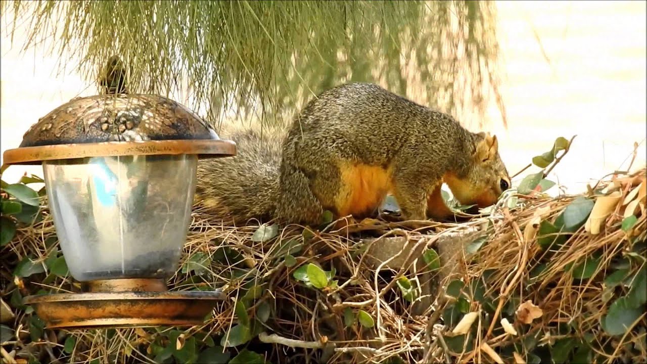 Bandit the squirrel - YouTube