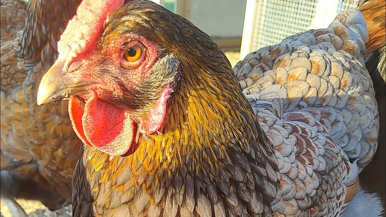 Gloomy Tuesday - YouTube