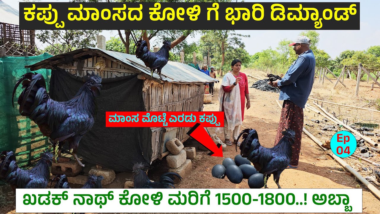 ಕಪ್ಪು ಮಾಂಸದ ಕೋಳಿ ಕಪ್ಪು ಮೊಟ್ಟೆಗೆ ಭಾರಿ ಡಿಮ್ಯಾಂಡ್ - ಖಡಕ್ ನಾಥ್ ಕೋಳಿ ...