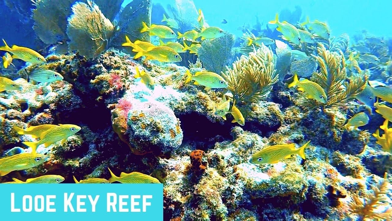 Scuba Dive Adventure at Looe Key Reef in the Florida Keys - YouTube