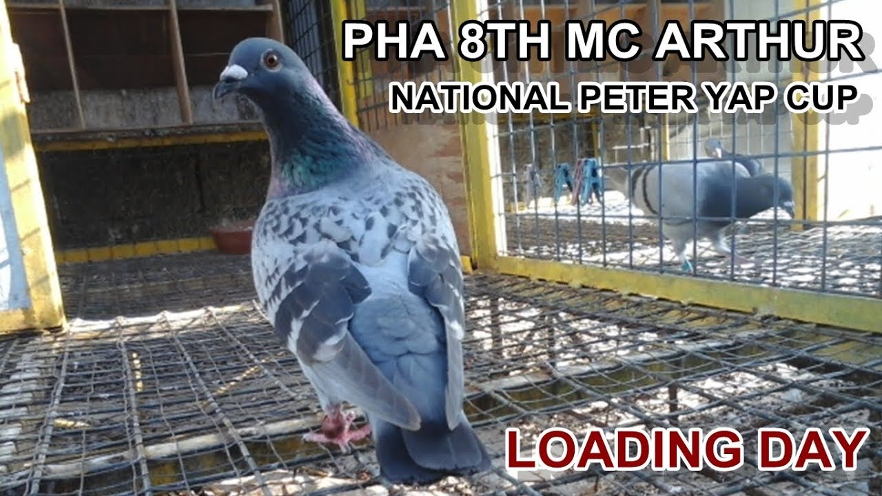 PHA 8TH MC ARTHUR NATIONAL RACE PETER YAP CUP LOADING DAY - YouTube