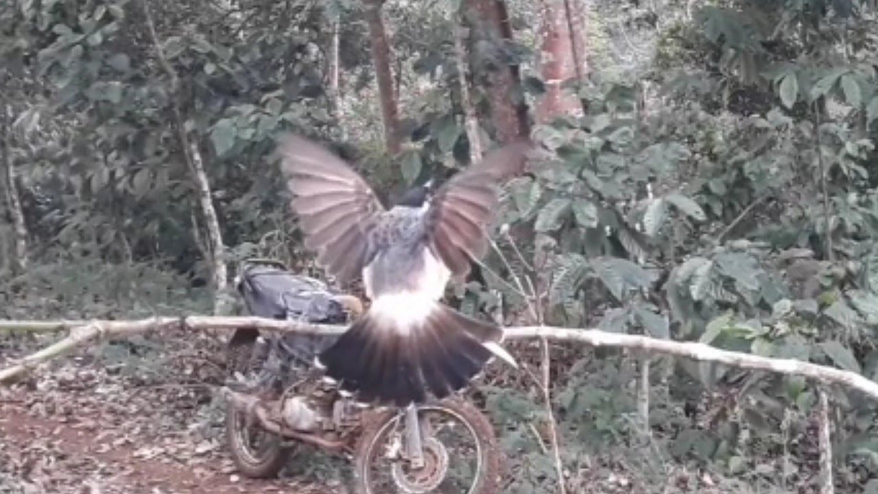 pikat unggul selalu menampilkan pikat yang terbaik - YouTube