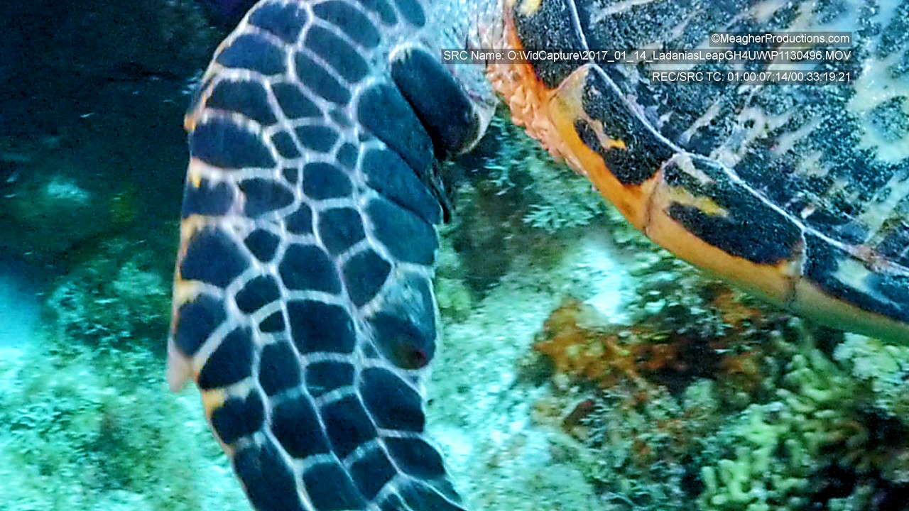 UHD4K HawksBill Turtle WH8077 Fin Tag Zoom In GH4 - YouTube