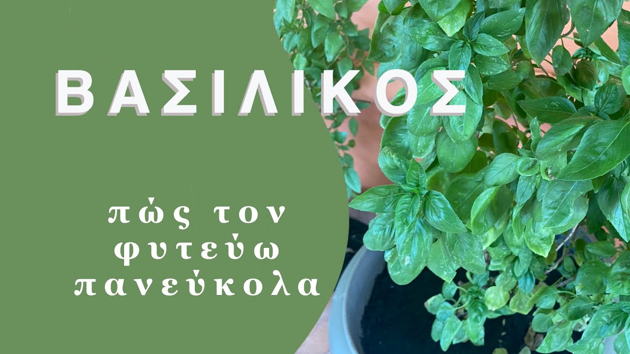 ΒΑΣΙΛΙΚΟΣ - πανεύκολο φύτεμα + πού τον βρήκα +ΜΟΙΡΑΖΩ ΒΑΣΙΛΙΚΟΥΣ - YouTube
