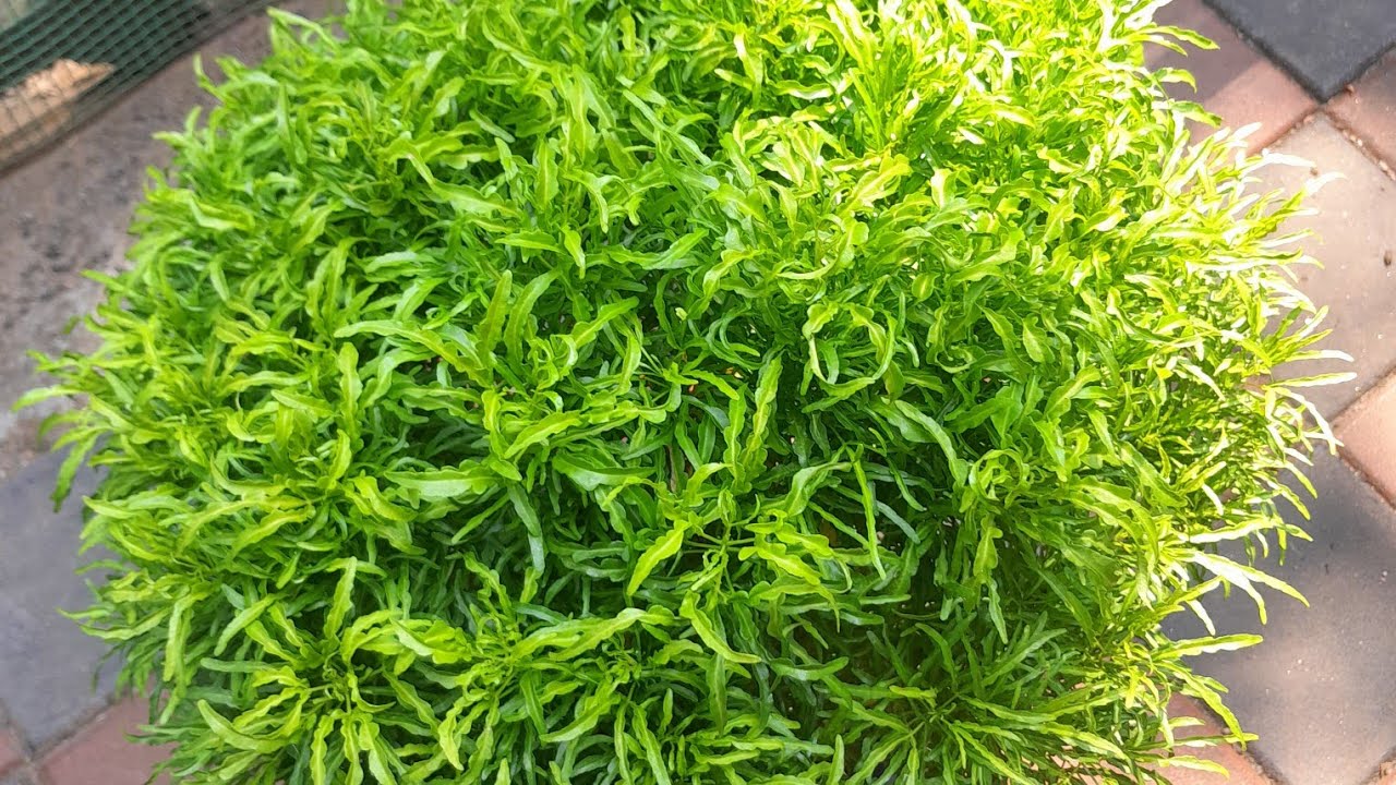 My ball aralia ...after 1 year...without enough sunlight 😔 - YouTube