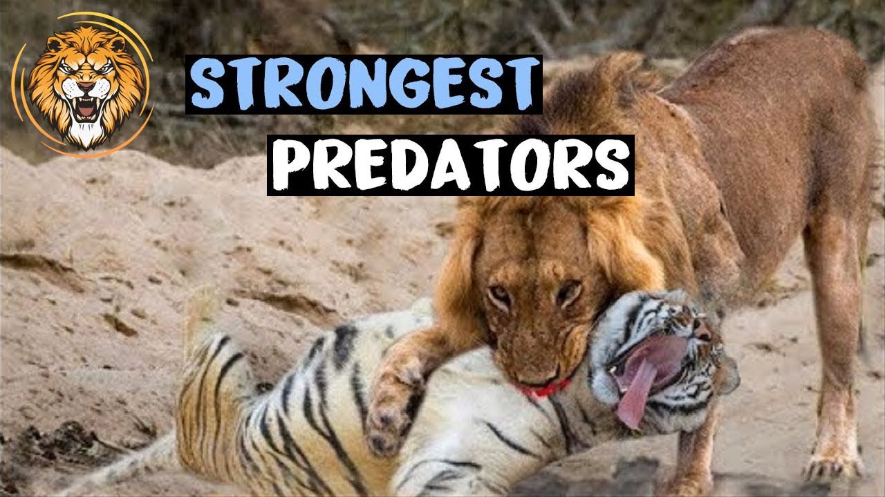Exploring the Top 10 Most Powerful Wild Predators: Predator vs Prey ...