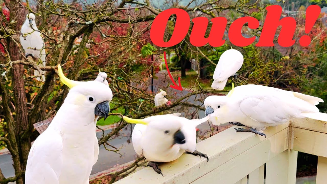 You Won't believe the Cockatoo Feeding Argument! Funny Tantrum! - YouTube