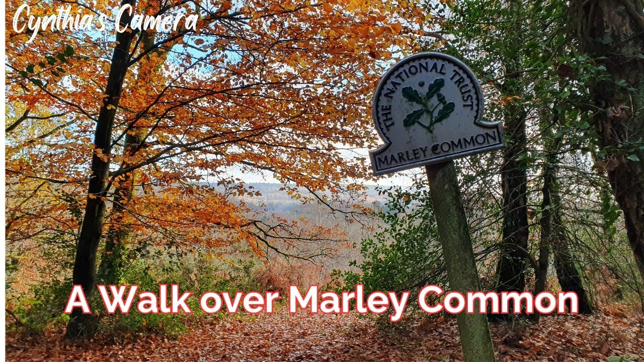 A Walk over Marley Common - YouTube