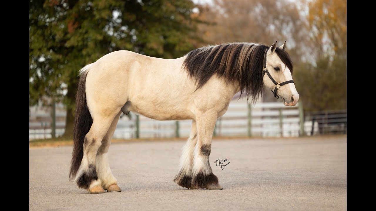 Rams Smokin Gem - Buckskin - 2020 Registered Gypsy Gelding - YouTube
