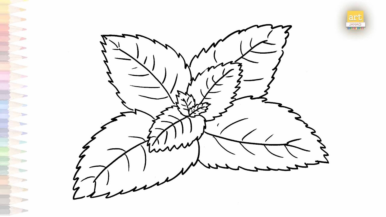 Mint leaf drawings easy | Outline drawing tutorial | How to draw Mint ...
