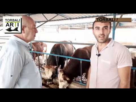 Artı Silaj ve TMR - Aydın'dan Hasan Bey'in Enerji Silajı ile Beslediği Danaları