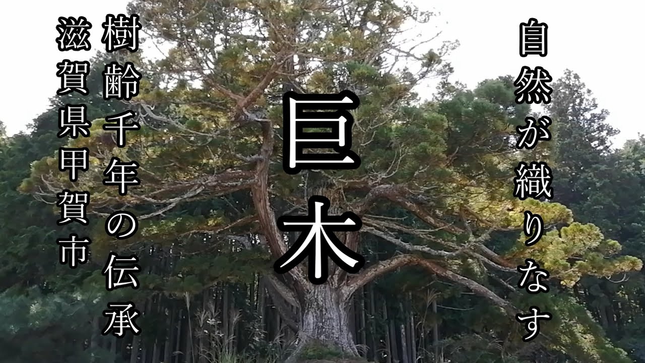 【シガスポ】自然が織りなす巨木 樹齢千年の伝承 岩尾の一本杉 滋賀県 甲賀市 滋賀県滋賀スポット紹介 Youtube