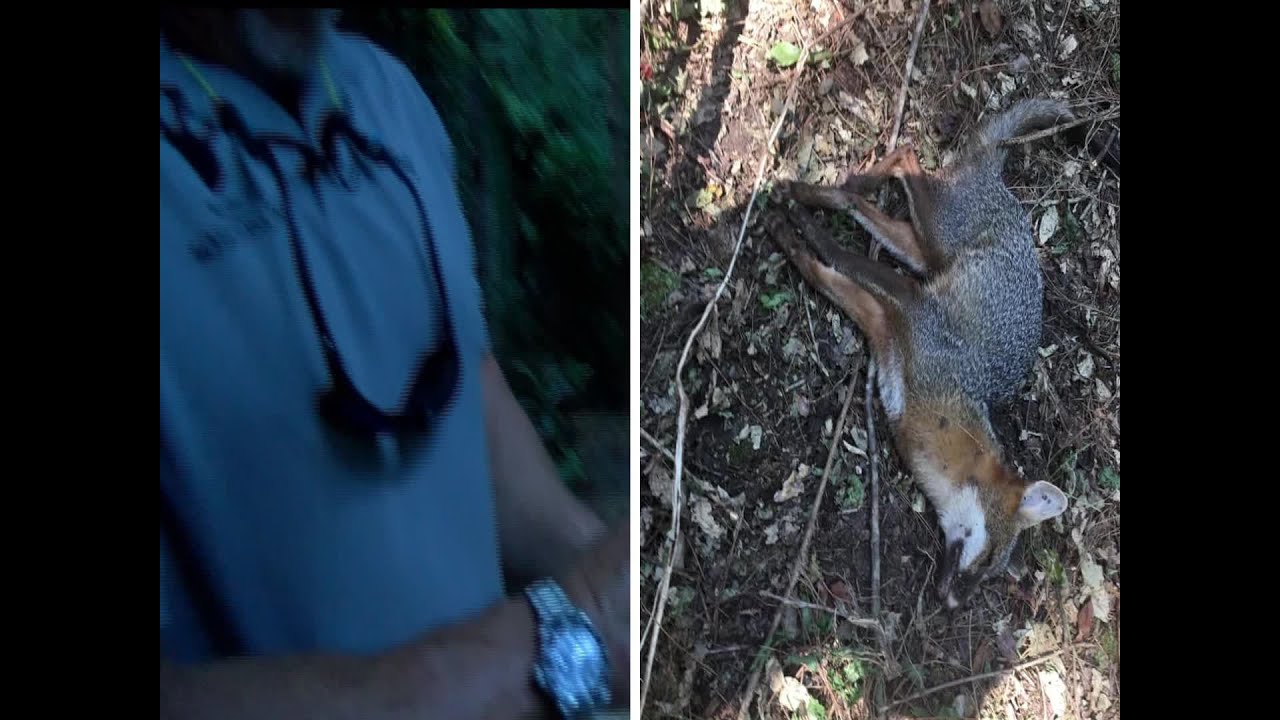 VIDEO: Man attacked by rabid fox in Perdido - YouTube