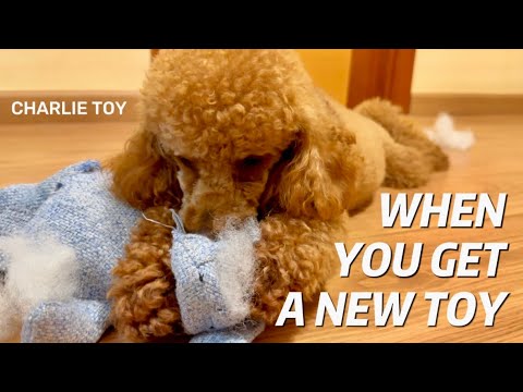 Cute Poodle Toy Charlie Get a New Toy - YouTube