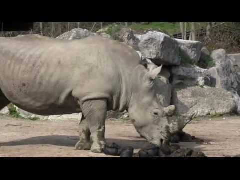 Shitting rhinoceros (Salzburg Zoo) - YouTube
