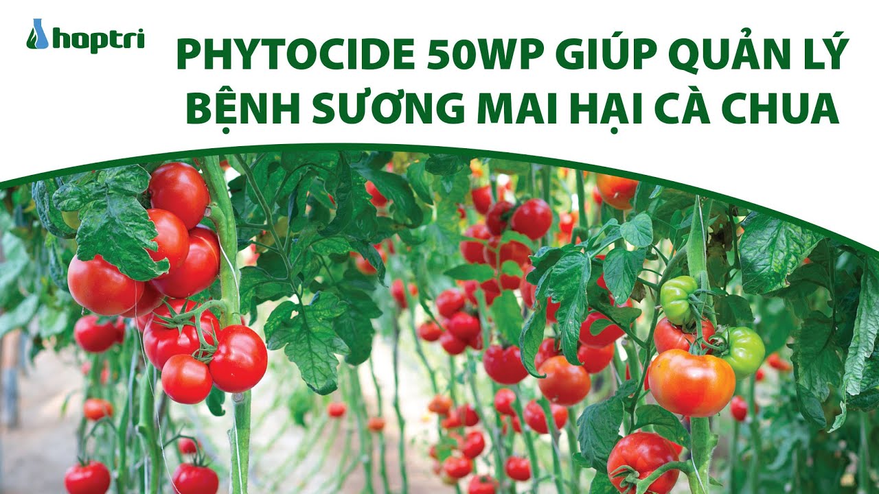 Phytocide 50WP giúp phòng trừ bệnh sương mai hại cà chua - YouTube