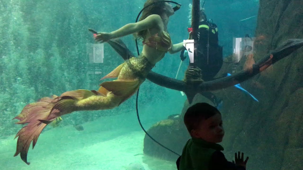 Our Professional Mermaid Rio diving at Adventure Aquarium! - YouTube