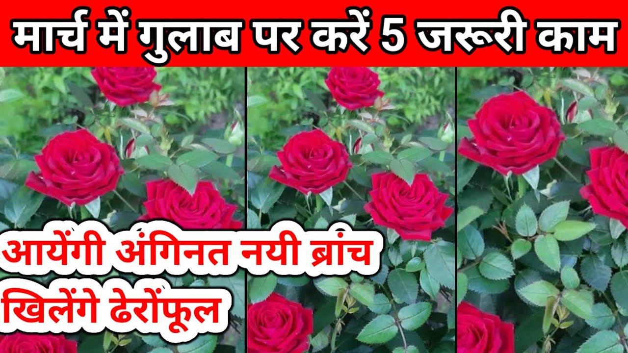 Rose Plant Growing Tips. ROSE PLANT CARE|Gulab ki care| March care of ...