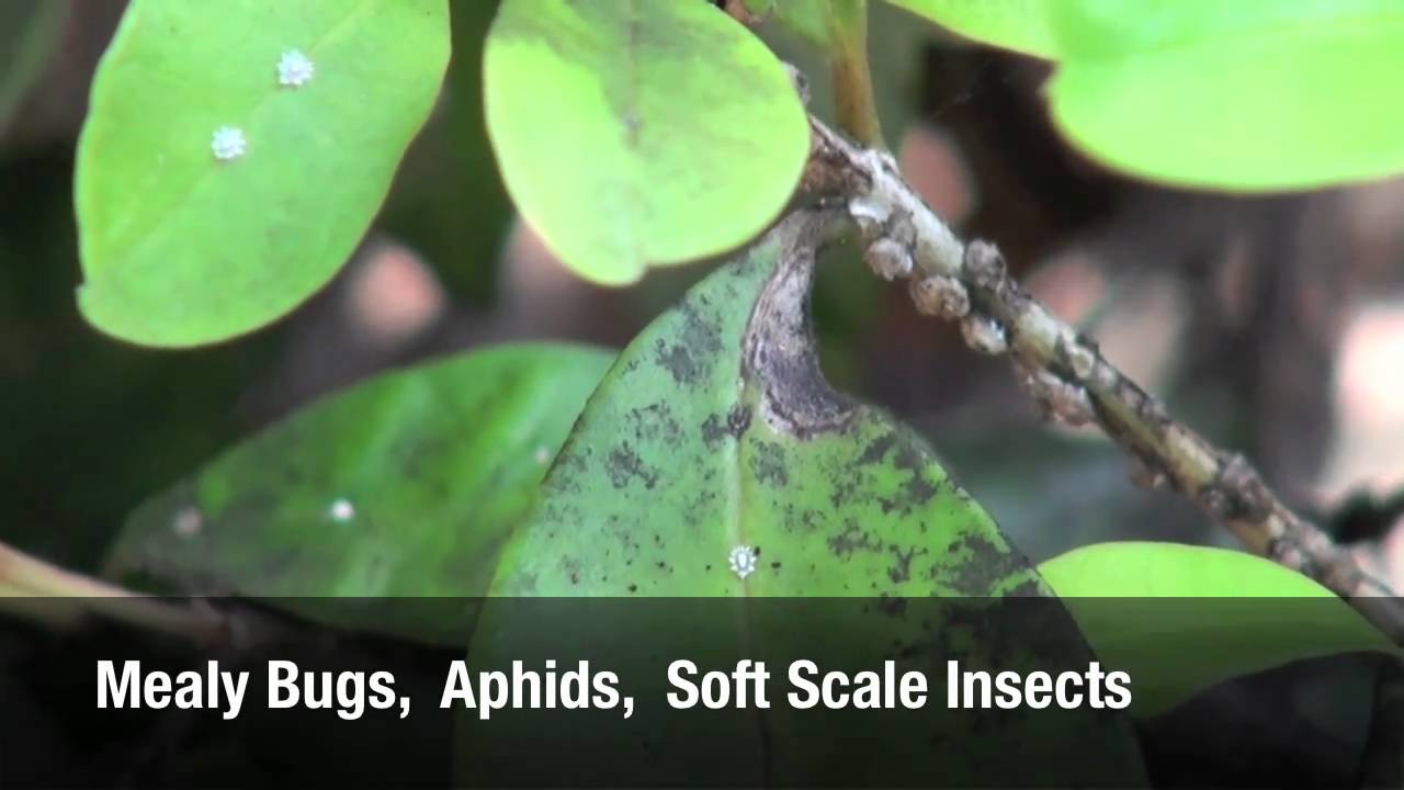 Florida Wax Scale HD.mov - YouTube