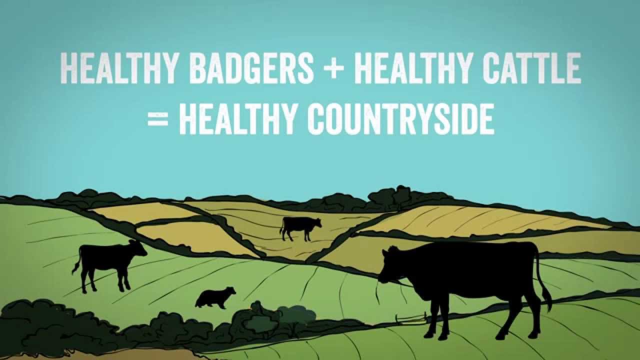 Bovine TB Explained: how the disease spreads between badgers and cattle ...