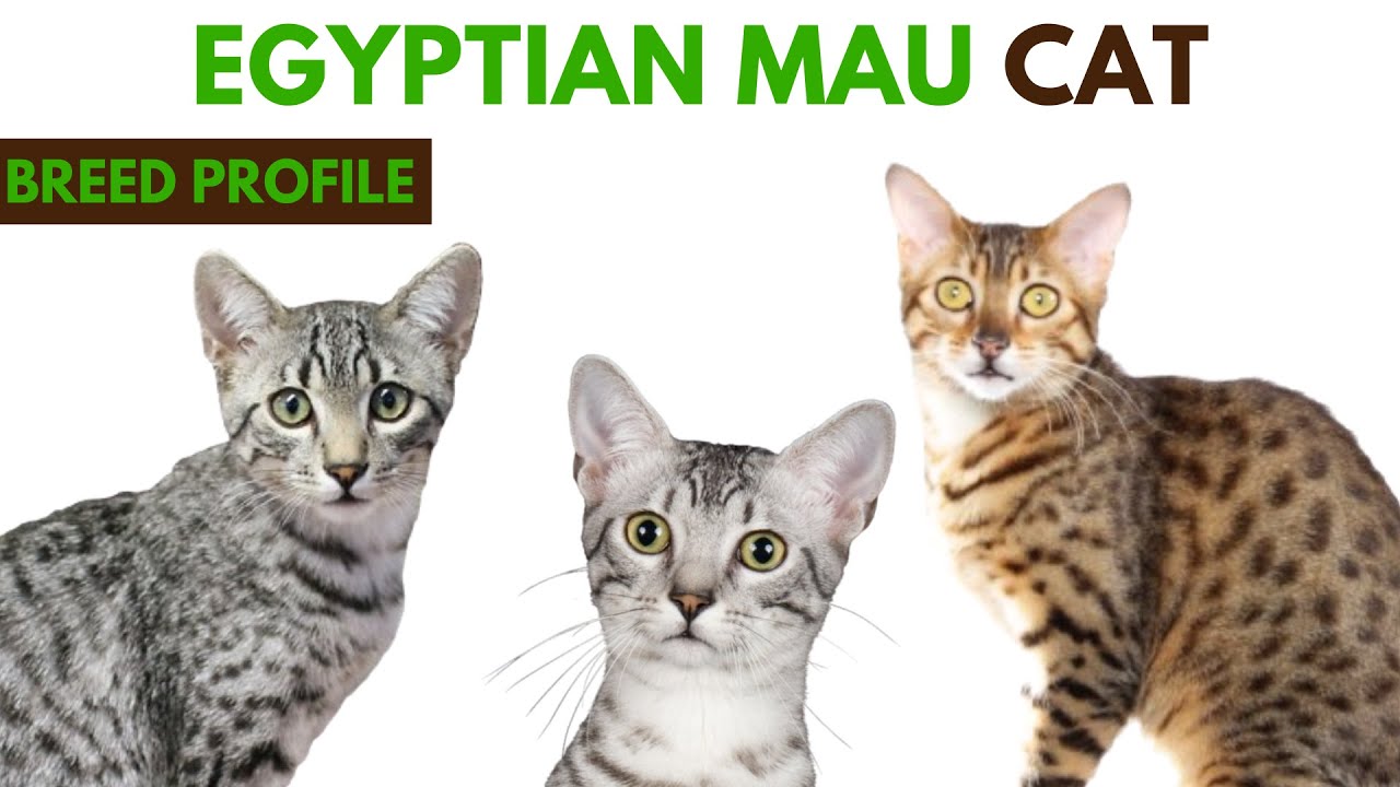 Egyptian Mau Cat Breed Profile History - Traits - Price - Egyptian Mau ...