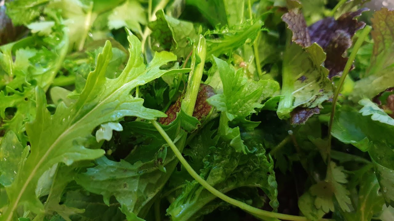 How to make spanish /shag/shak - YouTube