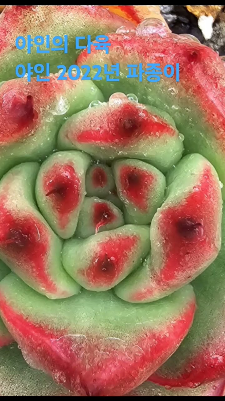 파종이 중 같아보이는 세아이 ~ 파종이 실생 다육 다유기 다육이 다육식물 반려식물 다육판매 다육이판매 다육이