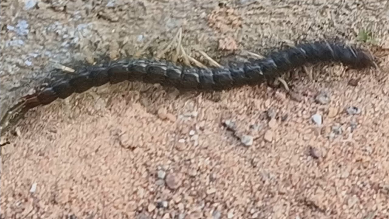 Centipede Insect Jerry poisonous 🐛🐛🐛🐛🐛🐛🐛🐛🐛🐛🐛🐛🐛 - YouTube