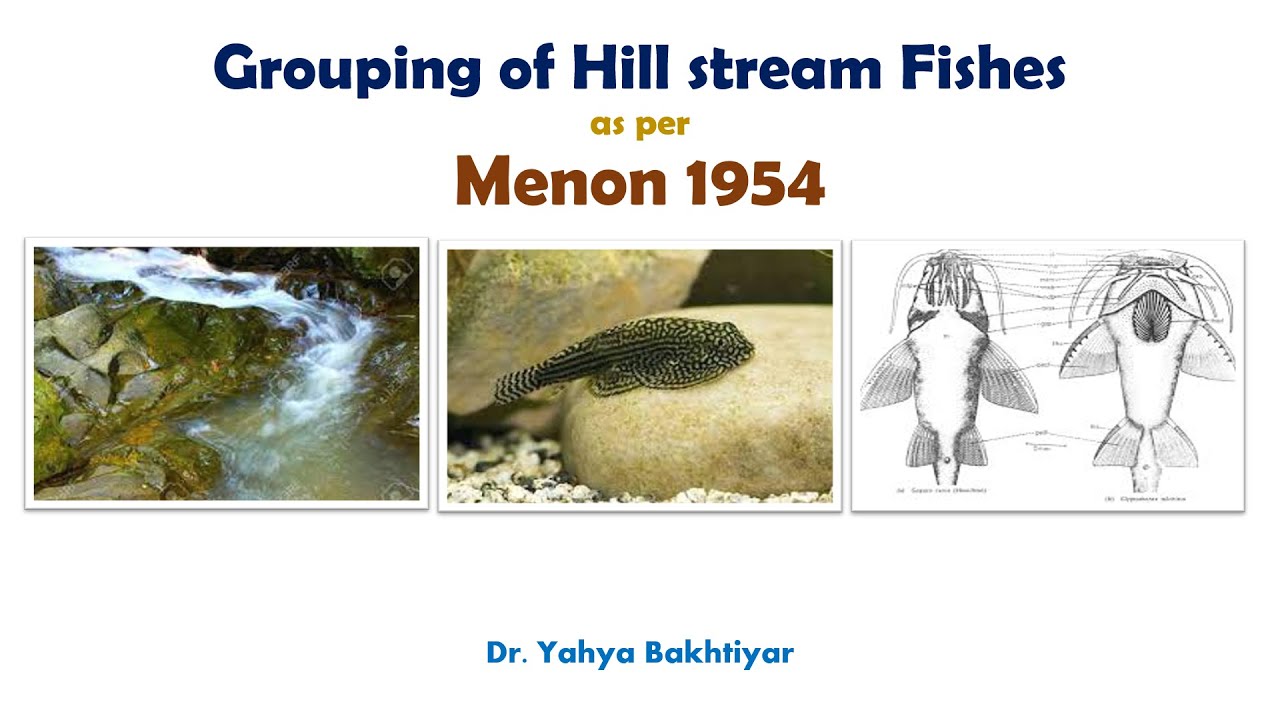 68 Grouping of Hill Stream Fishes as per Menon 1954 - YouTube