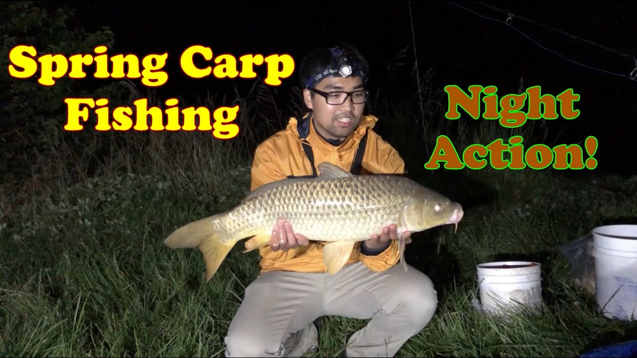 Spring Carp Fishing at Night, Multi-Day Pre-Baiting & Lots of Fish ...