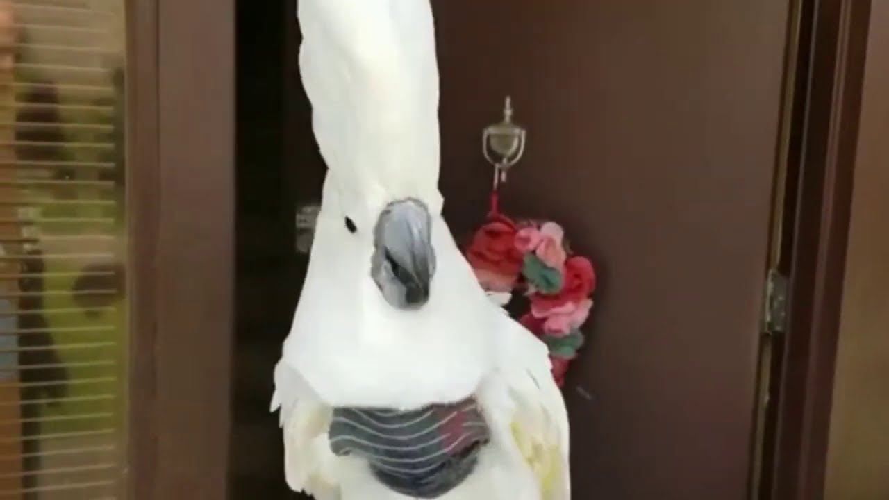 parrot imitating baby crying - YouTube