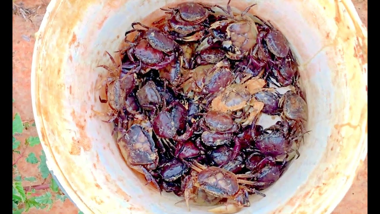 Catching crab, red crabs, catch crab families more #tunh #crab #fishing ...