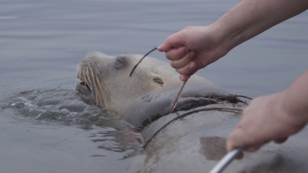 Entangled Sea Lion Freed - YouTube