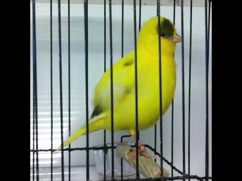 Fife Canary Club Of Ireland Year review - YouTube