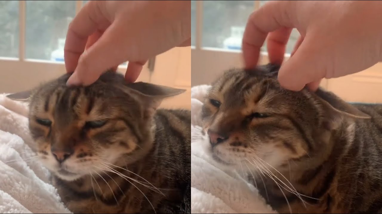 This Cat Is The Ultimate King Of Head Scratches - YouTube
