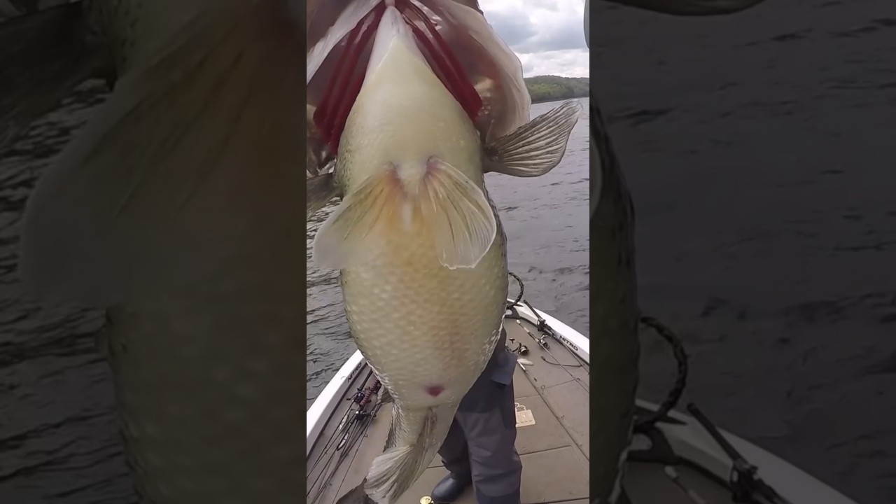 FATTEST fish EVER caught on film! It has stretch marks! #fishing #crazy ...