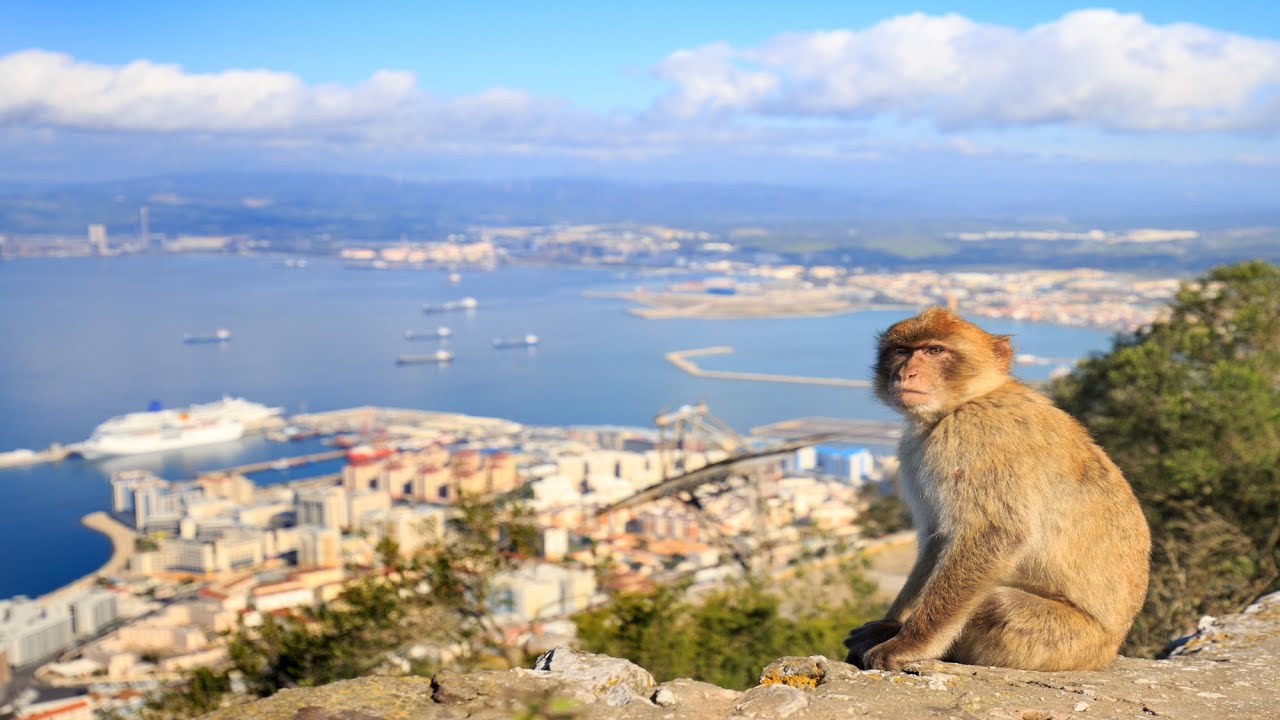 Gibraltar Monkeys Fighting visit gibraltar tourism gibraltar - YouTube