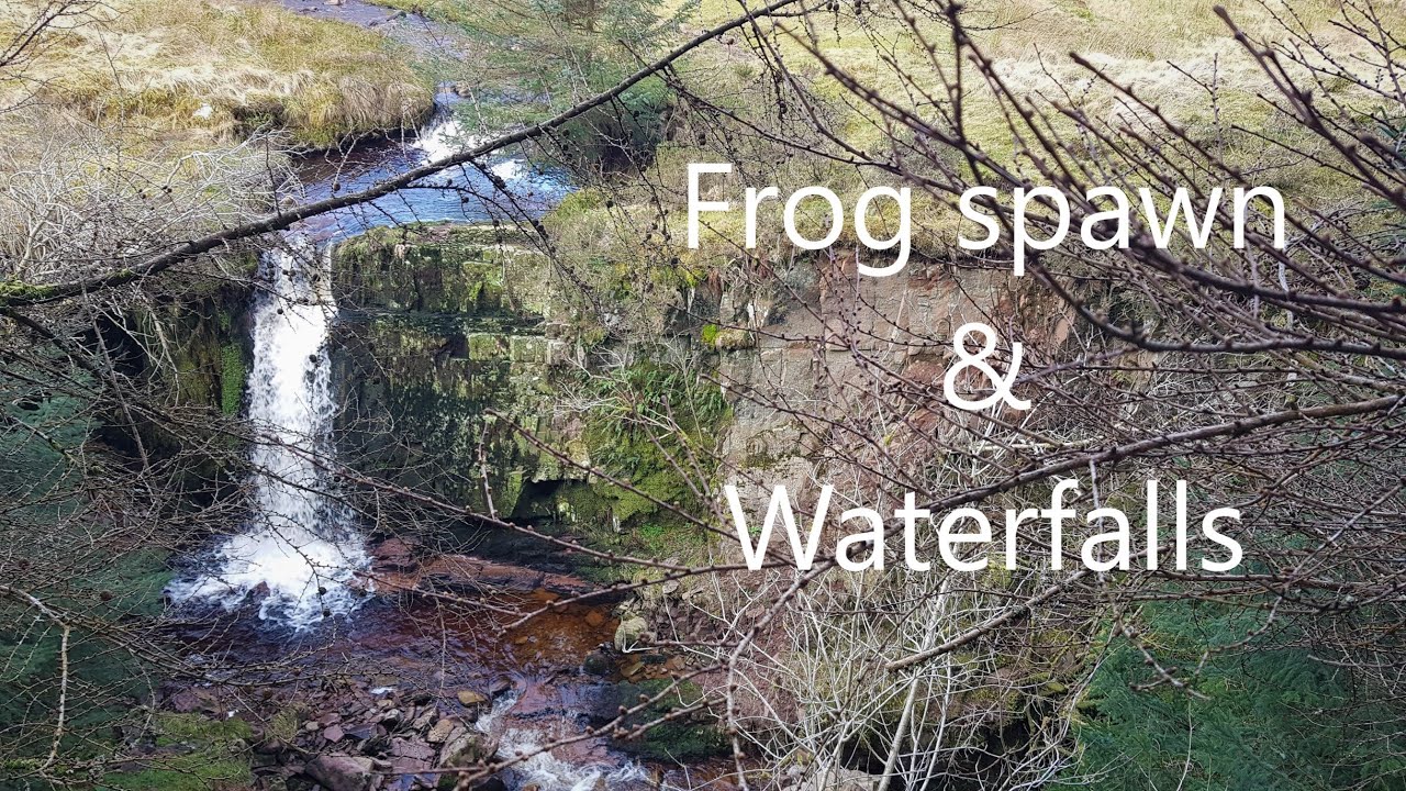 Frog Spawn & Waterfalls! Taf Fechan woods & Pontsticill Reservoir walk ...