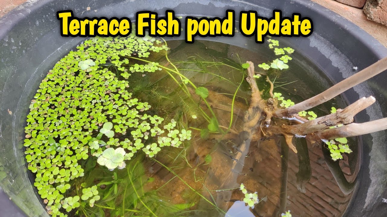 Update of All outdoor Terrace fish Pond 😍 - YouTube